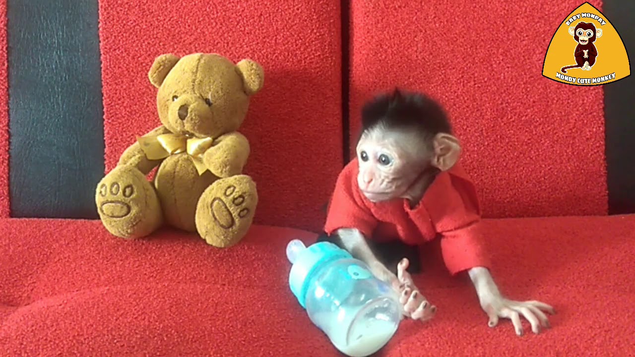 BAYI MONYET IMUT BIKIN GEMES - YouTube