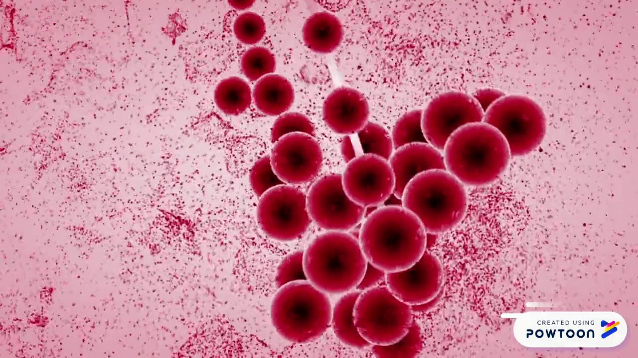 equinocitosis.pptx - YouTube