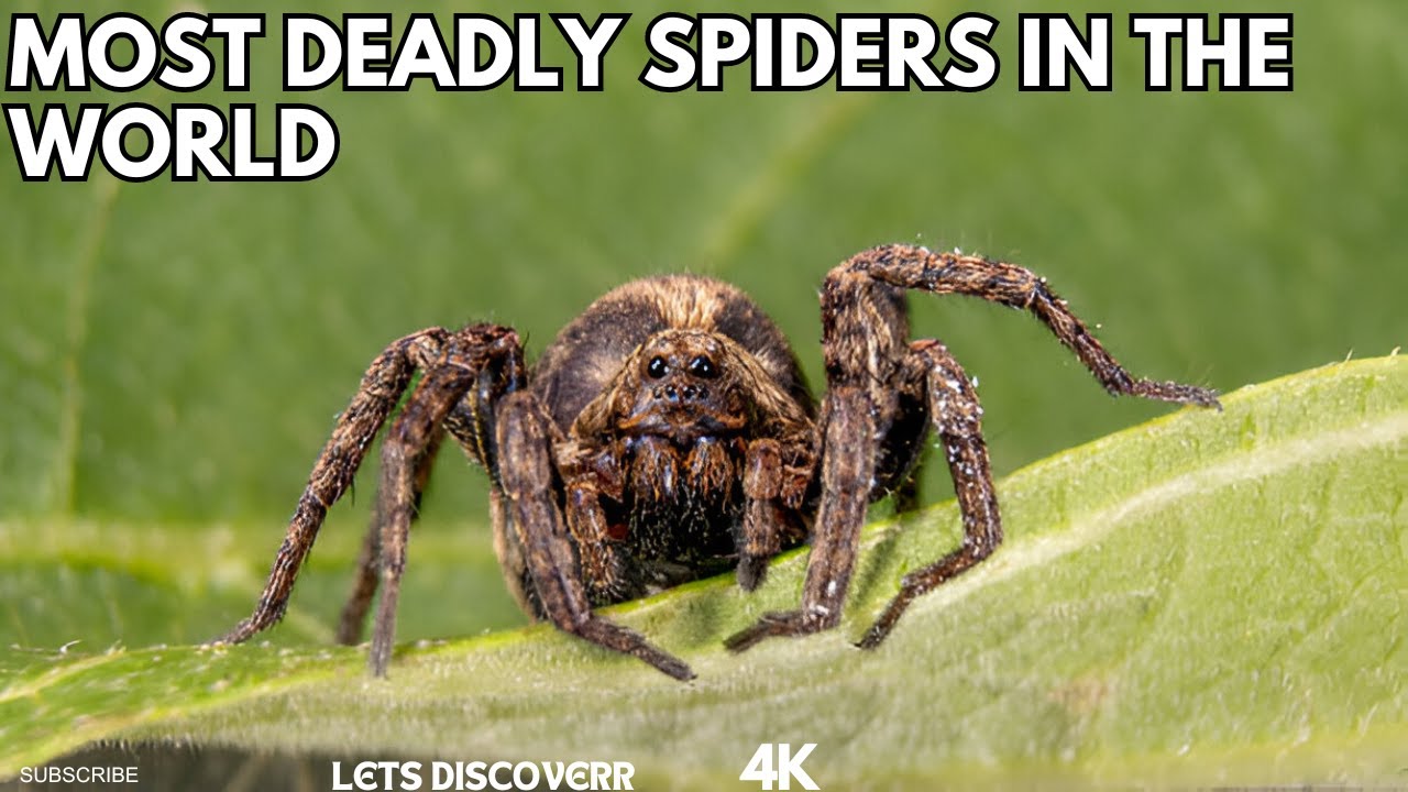 Exploring the World's Most Dangerous Spiders: Venomous Species, Safety ...