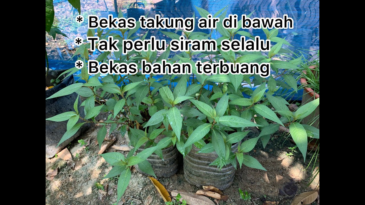 Cara tanam daun kesum / plant a kesum tree - YouTube