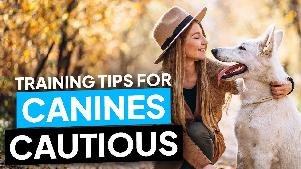 Training an Anxious Dog - Tips and Tricks From Professional Dog ...