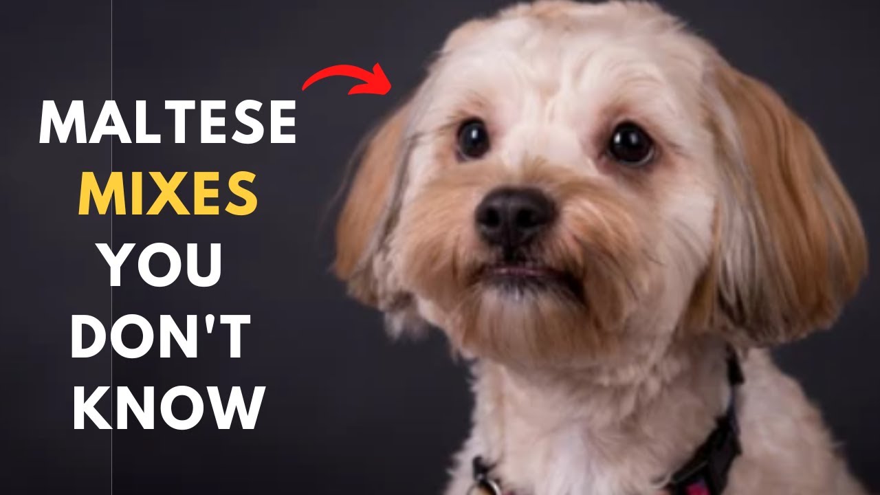 18 Maltese Dog Mixes Who Will Make Your Heart Skip a Beat - YouTube