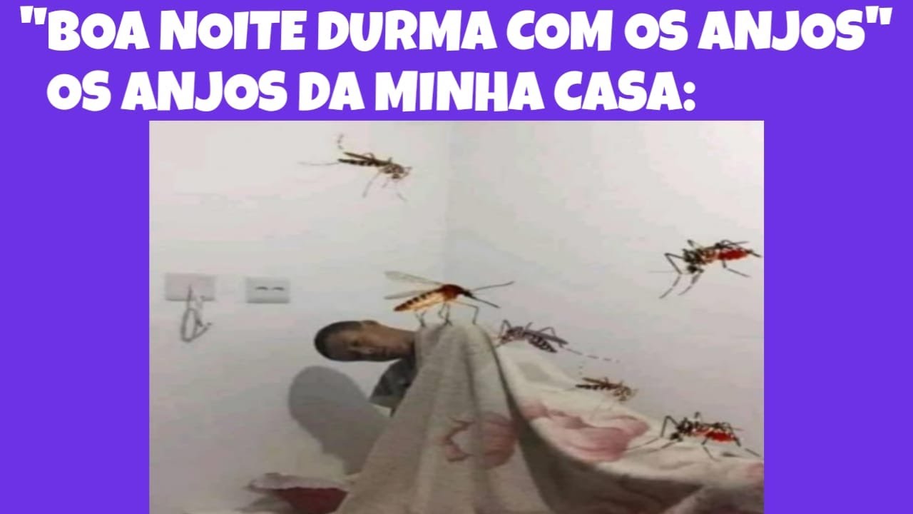 MELHORES MEMES EM IMAGENS - OS ANJOS DA MINHA CASA - YouTube