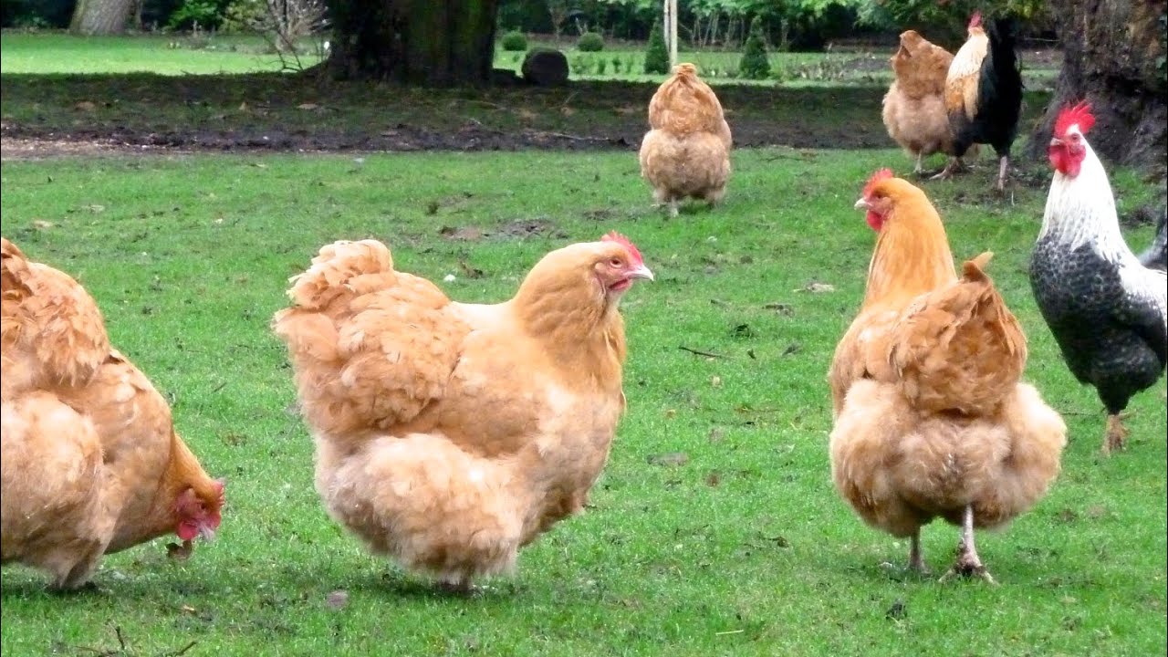 orpington chicken in pakistan || orpington chicken breed || americana ...