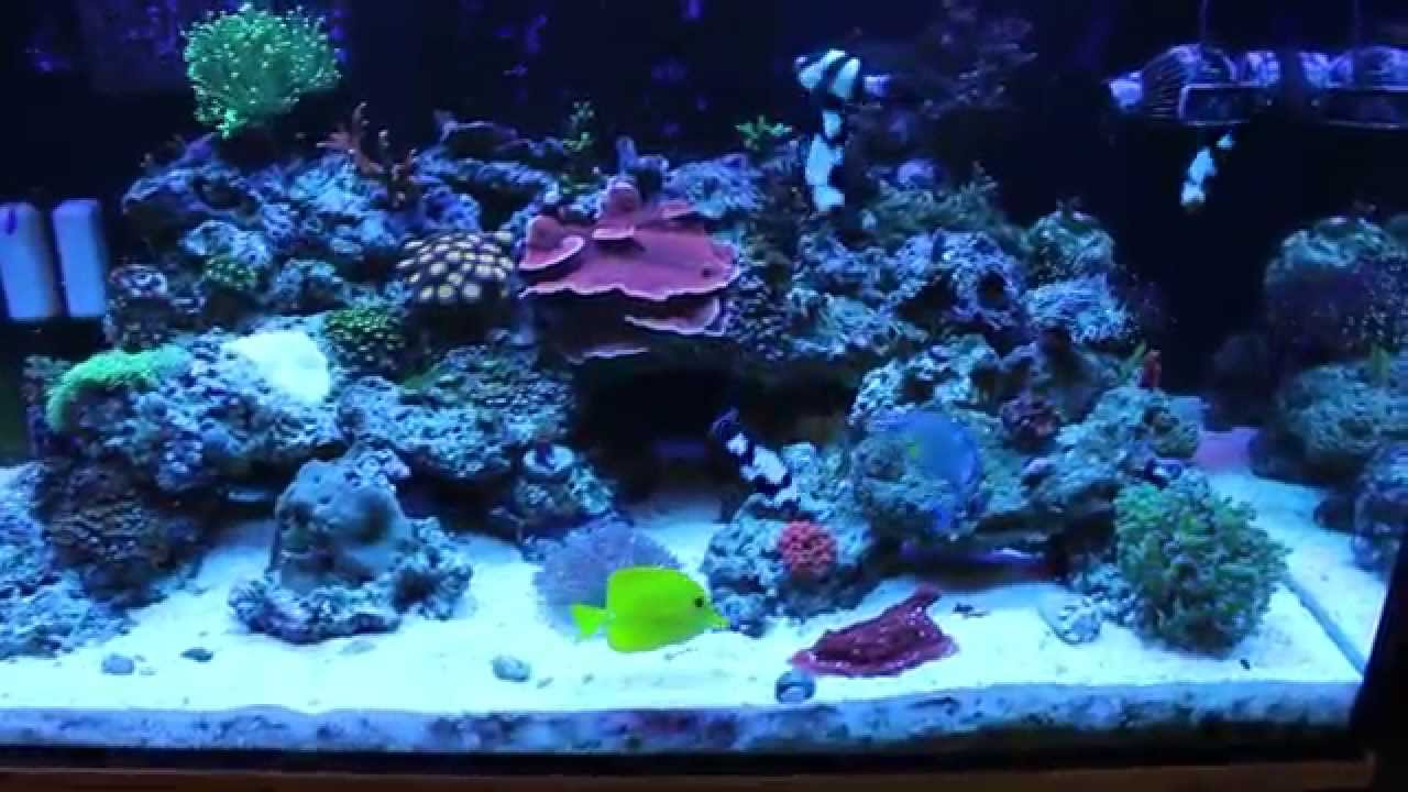 70 Gallon Reef Tank - YouTube