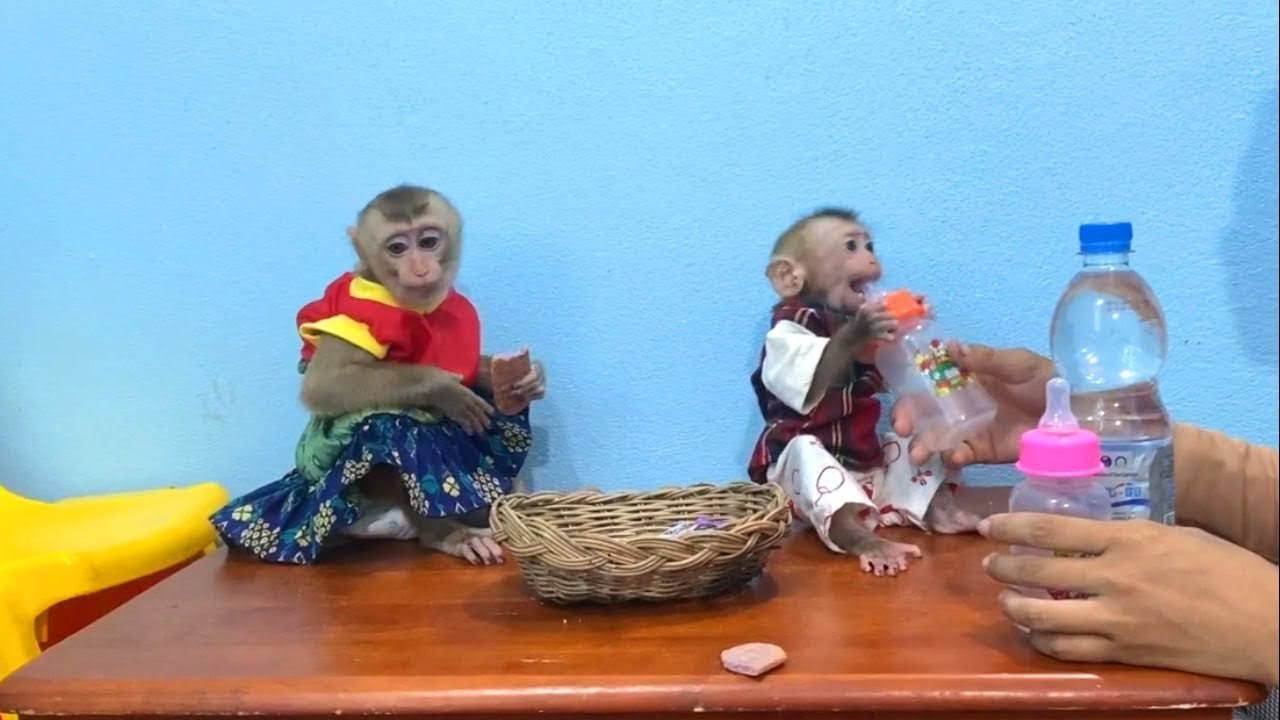 Tourtour Raise Hand Look So Hunqry To Grap Empty Bottle To Drink - YouTube