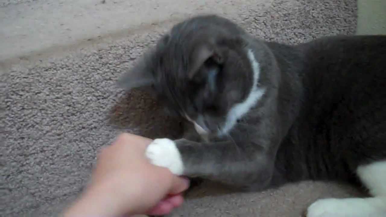 Sword Fight with a Kitty Cat - YouTube