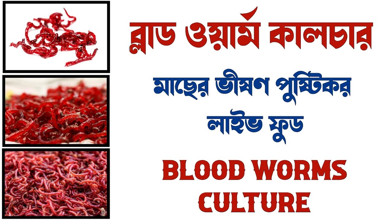 How to culture blood worms without starter | Live blood worms for fish ...