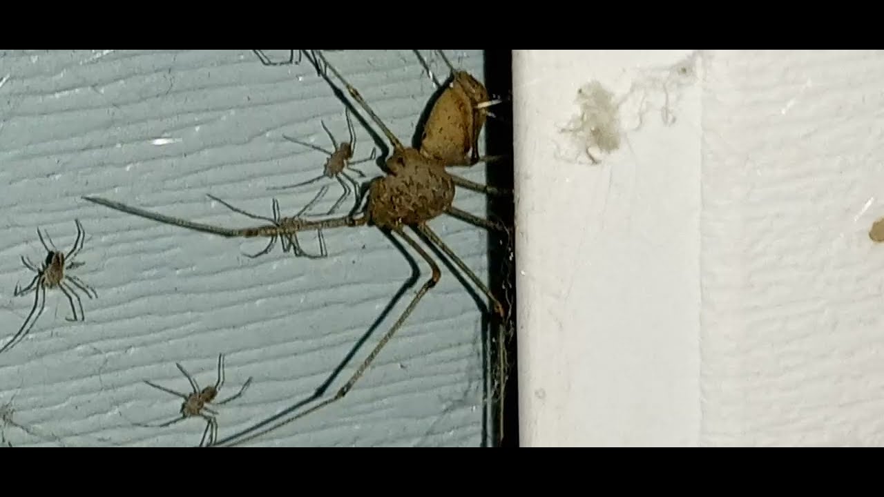 CLOSE UP OF SPITTING SPIDER BABIES!!!! - YouTube