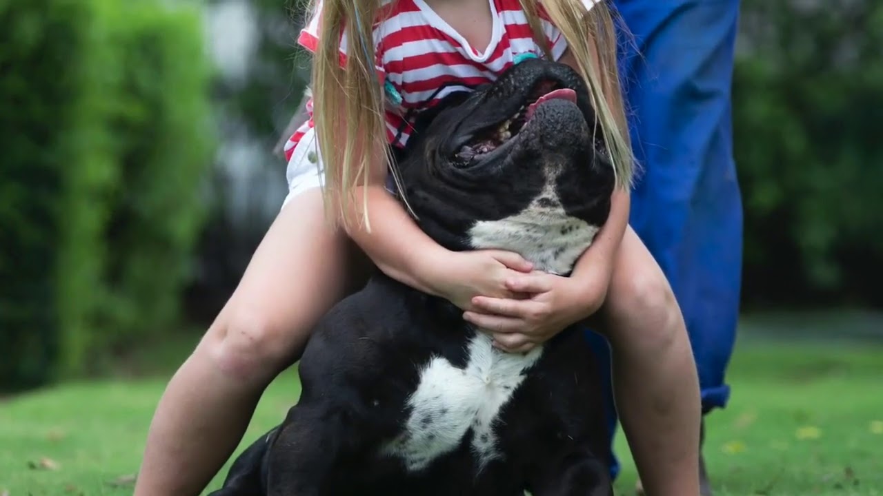 Africa's most extreme American Bully, Next Level of SA Bully Camp. - YouTube