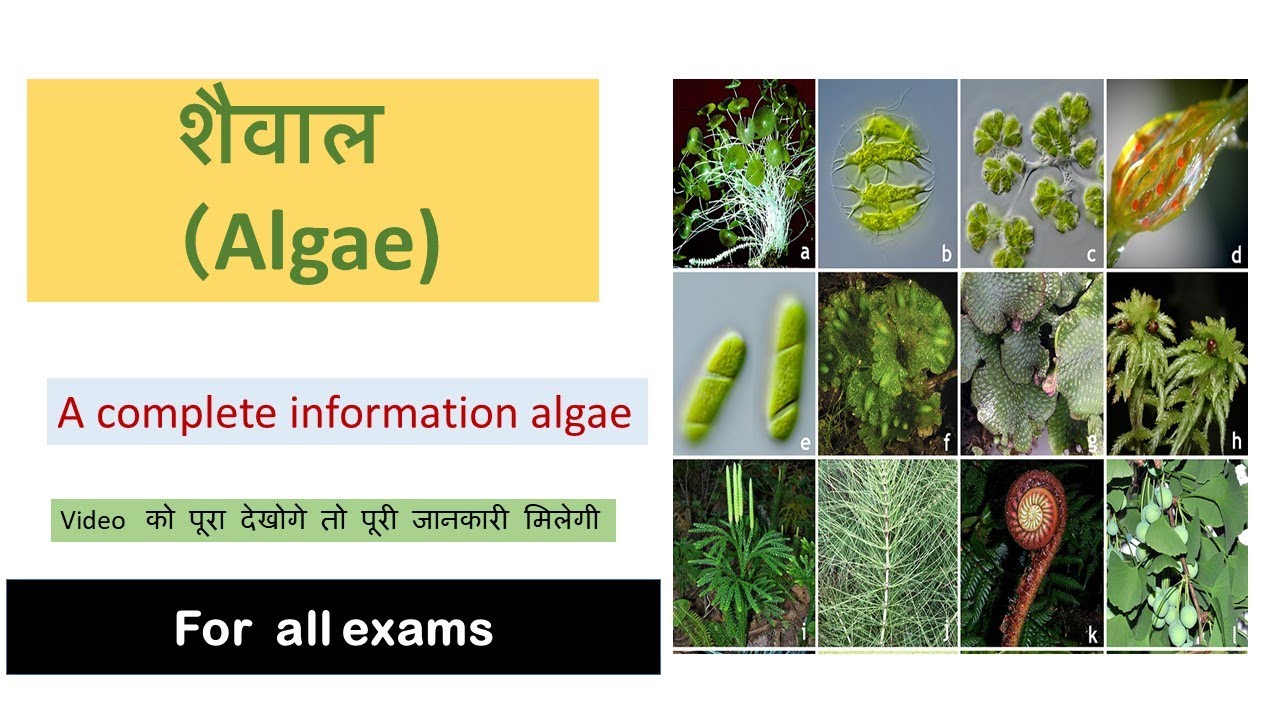 Algae | Algae Biology | शैवाल विज्ञान | Plant Kingdom | Science NCERT ...