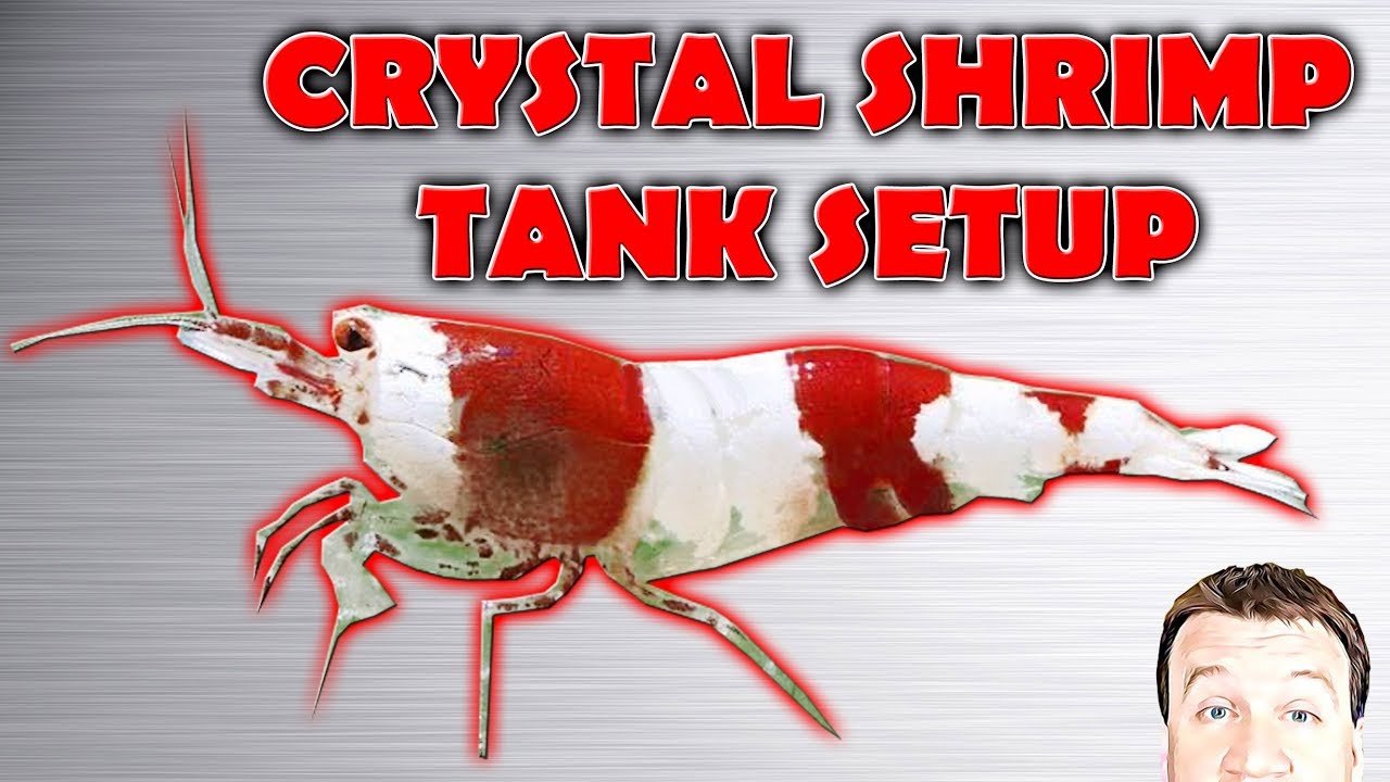 HOW TO Setup Crystal Red and Black Shrimp Tank and Caridinia - YouTube