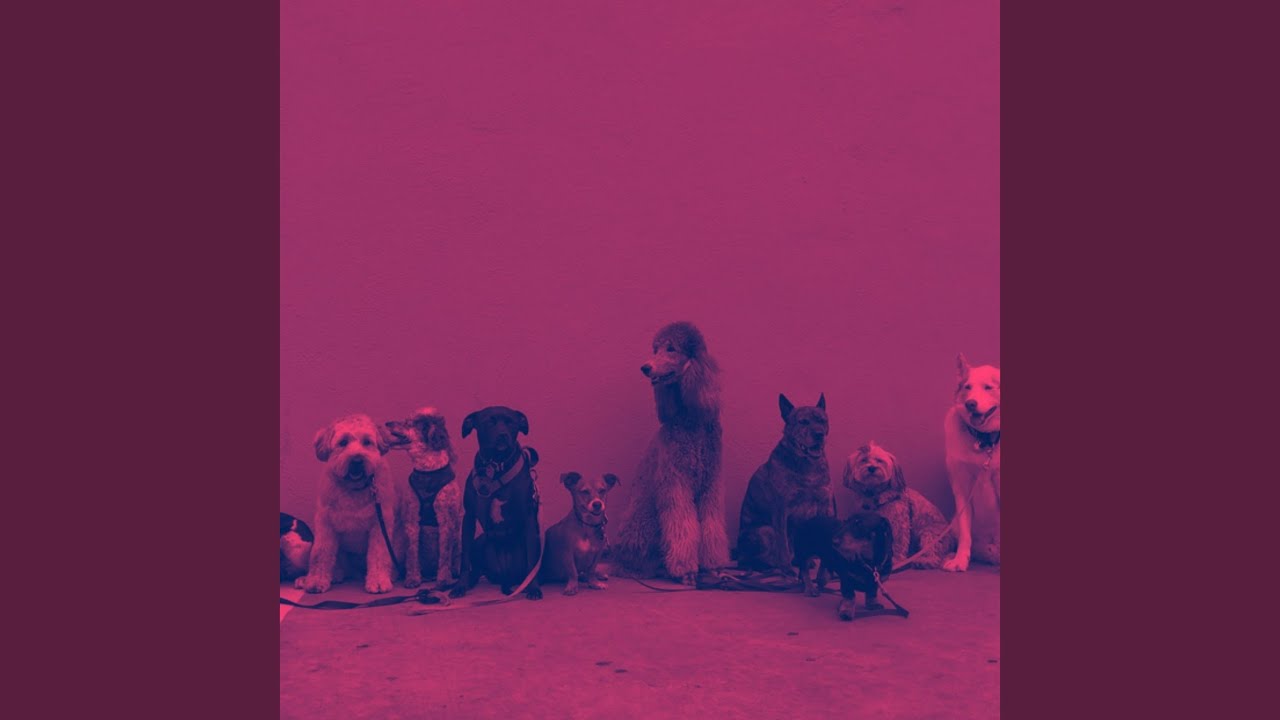 Opulent Jazz Saxophone - Vibe for Dogs - YouTube Music