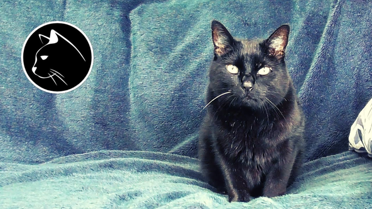 Kim The Cat Takes A Walk - YouTube