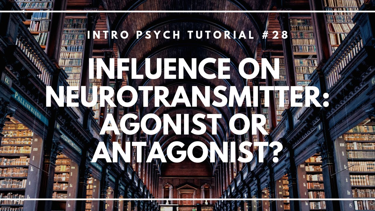 Influence on Neurotransmitter: Agonist or Antagonist? (Intro Psych ...