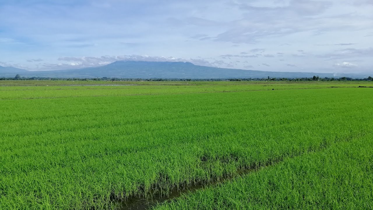 1 Day old to 15 Day old Palay Seedlings 🌱 - YouTube