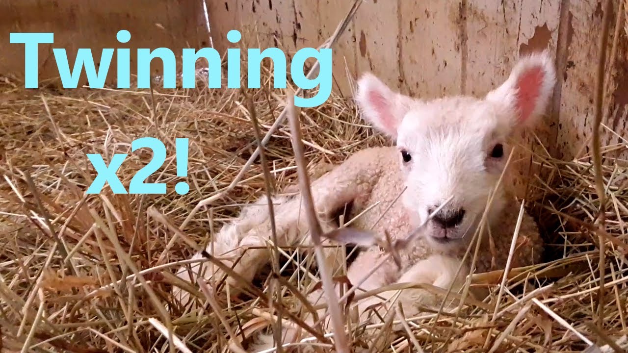 Twinning: Our Sheep Give Birth to Two Sets of Twins in One Day!! - YouTube
