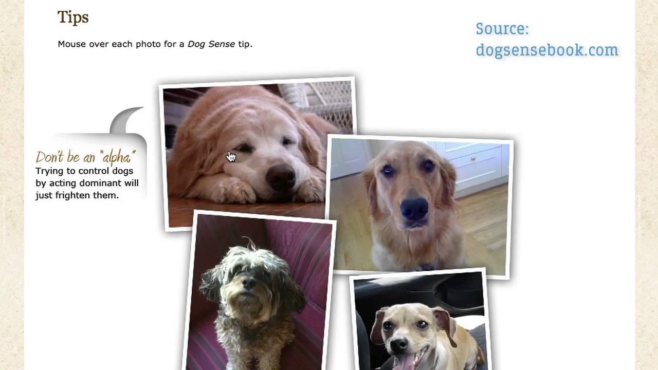 Book Review: Dog Sense by John Bradshaw - YouTube