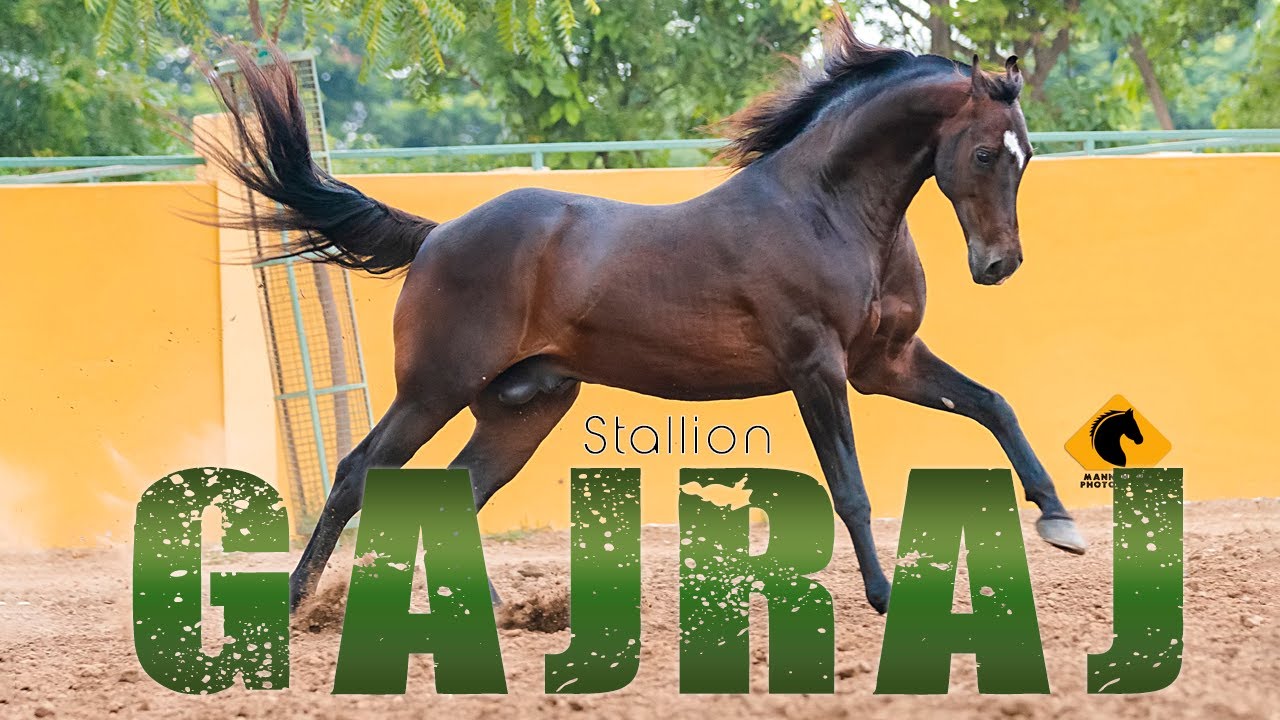 MARWARI HORSE II SHOURYA STUD FARM II KALOL GUJARAT II MANN HORSE ...
