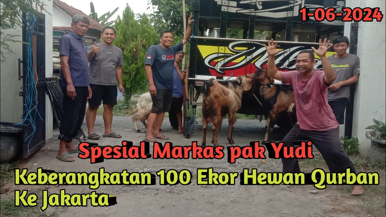 SPESIAL MARKAS PAK YUDI, KEBERANGKATAN 100 EKOR HEWAN QURBAN KE JAKARTA ...