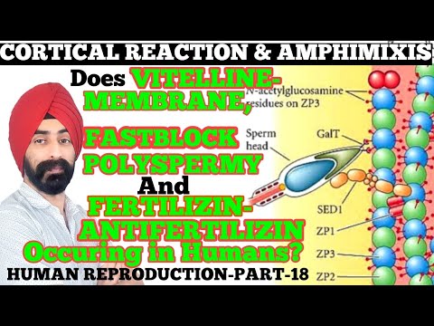 Fertilization-04/Cortical Reaction and Amphimixis/12th class/Human ...