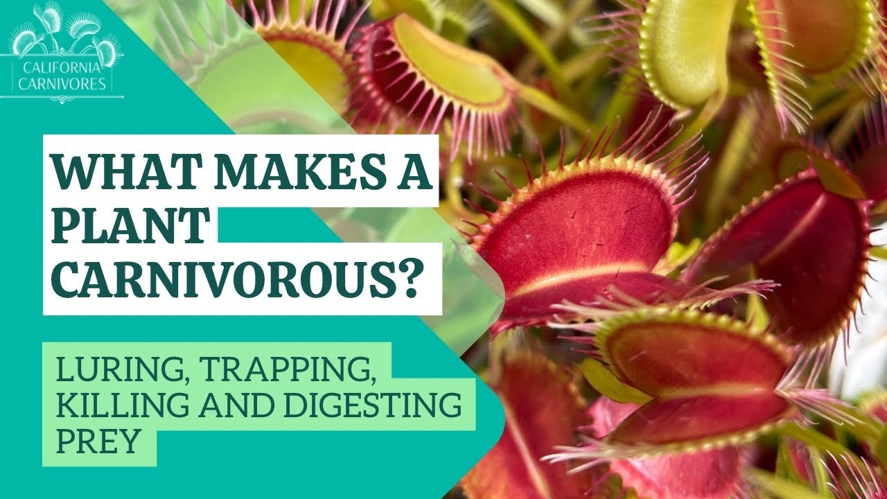 What Makes a Carnivorous Plant Carnivorous? - YouTube