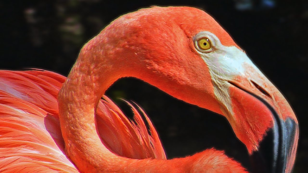 See SW Florida's Only Flamingos at Everglades Wonder Gardens - YouTube