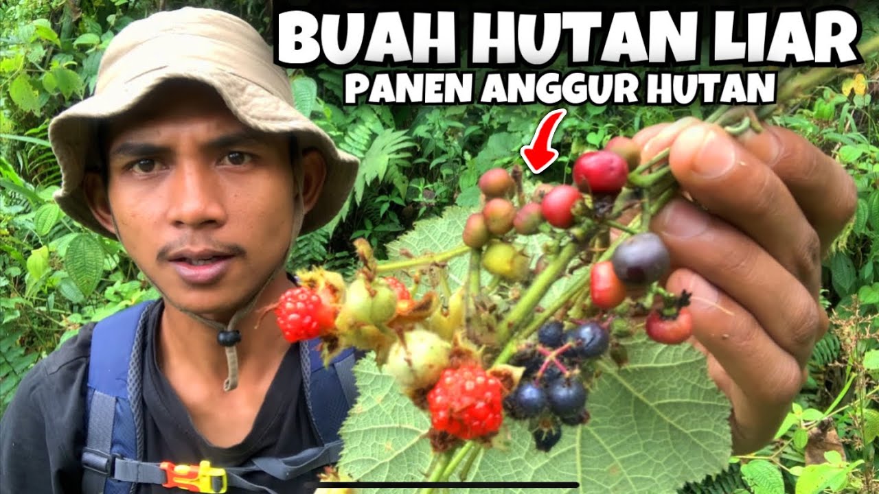 Berburu Buah Hutan Liar ~ Panen Buah Super Aneh Mirip Anggur Tapi ...