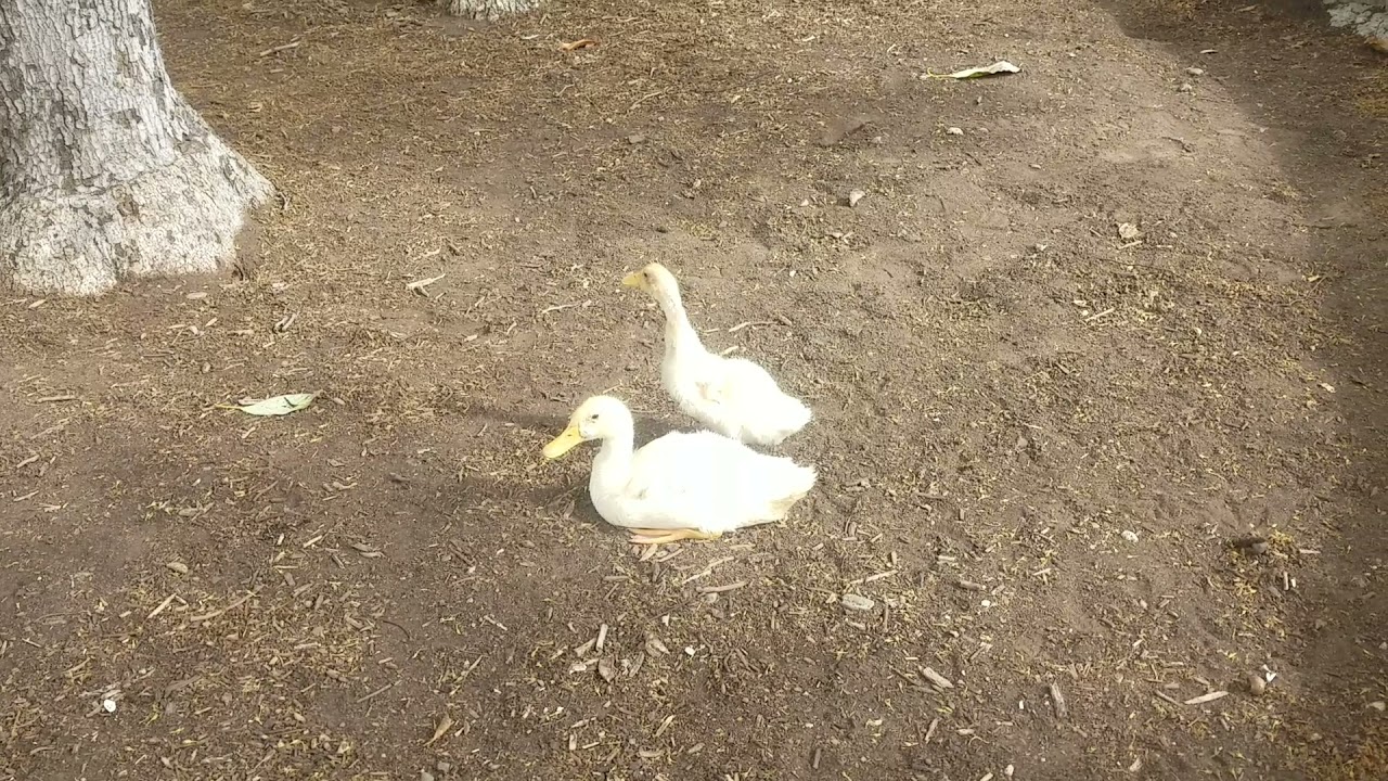 duck buddies - YouTube