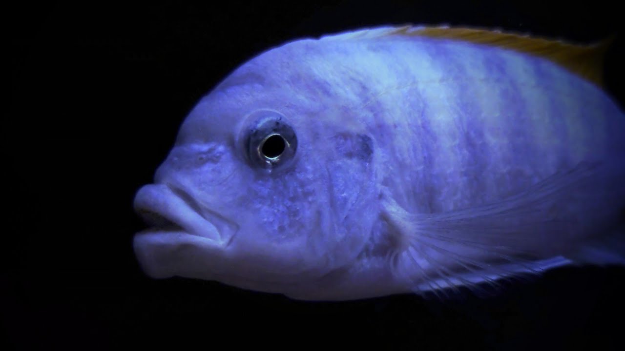 Beautiful Tropical Fish 4k ULTRA HDR 21:9 - YouTube