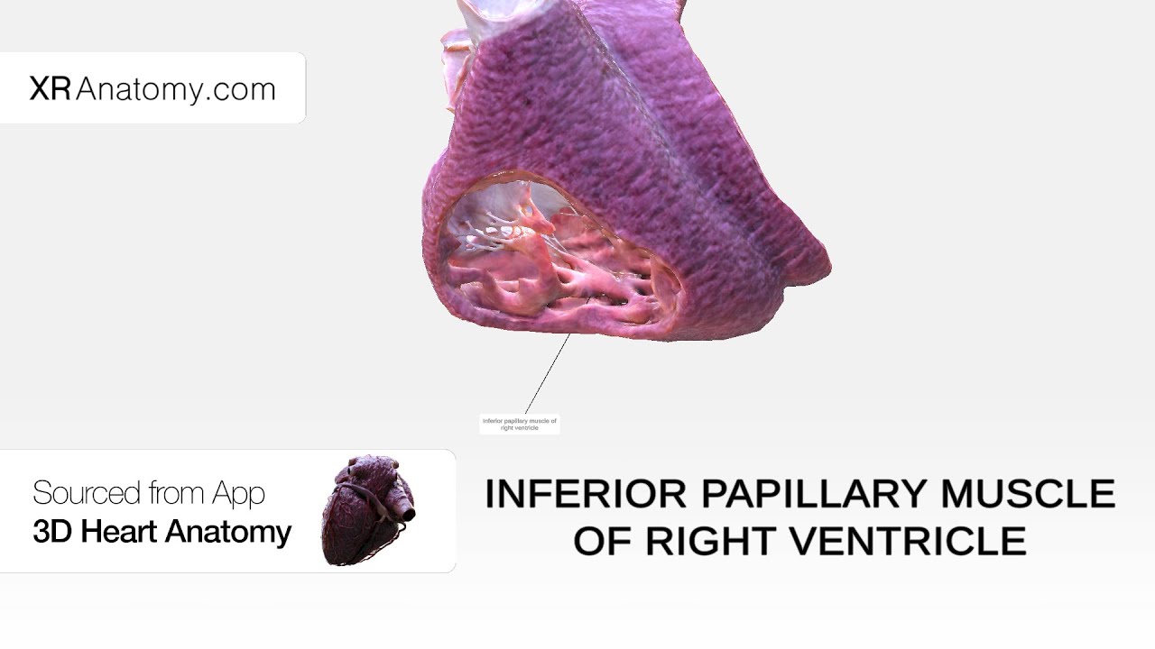 Inferior papillary muscle of right ventricle - YouTube