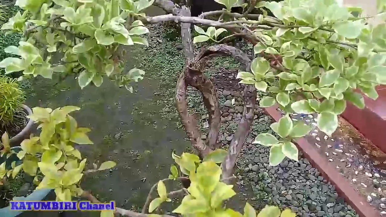 BUGENVIL BONSAI STEK - YouTube
