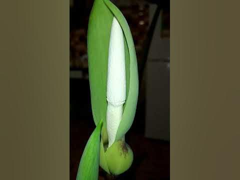алоказия Регал Шилдс цветение #комнатныецветы #цветы #алоказия # ...
