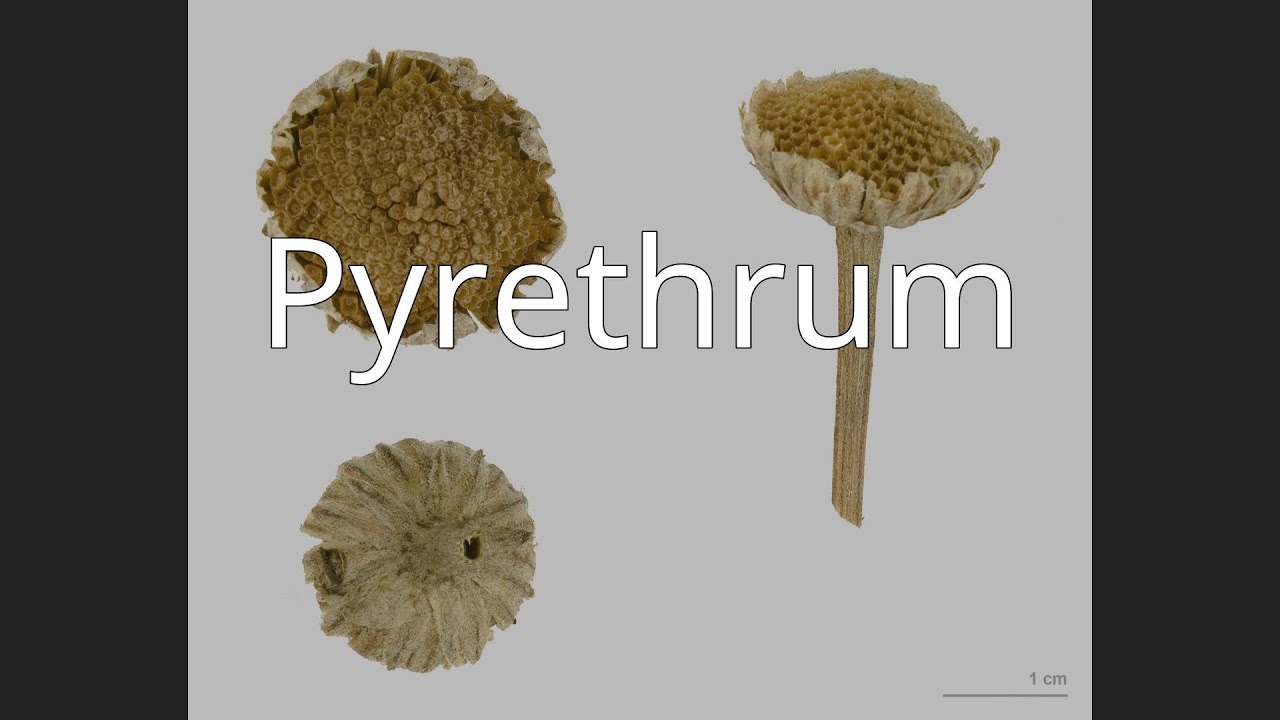 Pyrethrum - YouTube