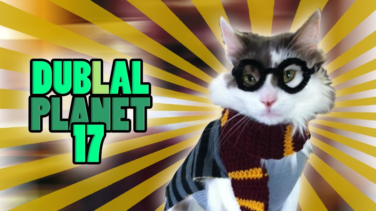 O GATO DO HARRY - YouTube