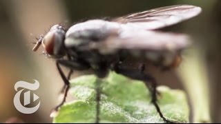 House Fly Eyesight