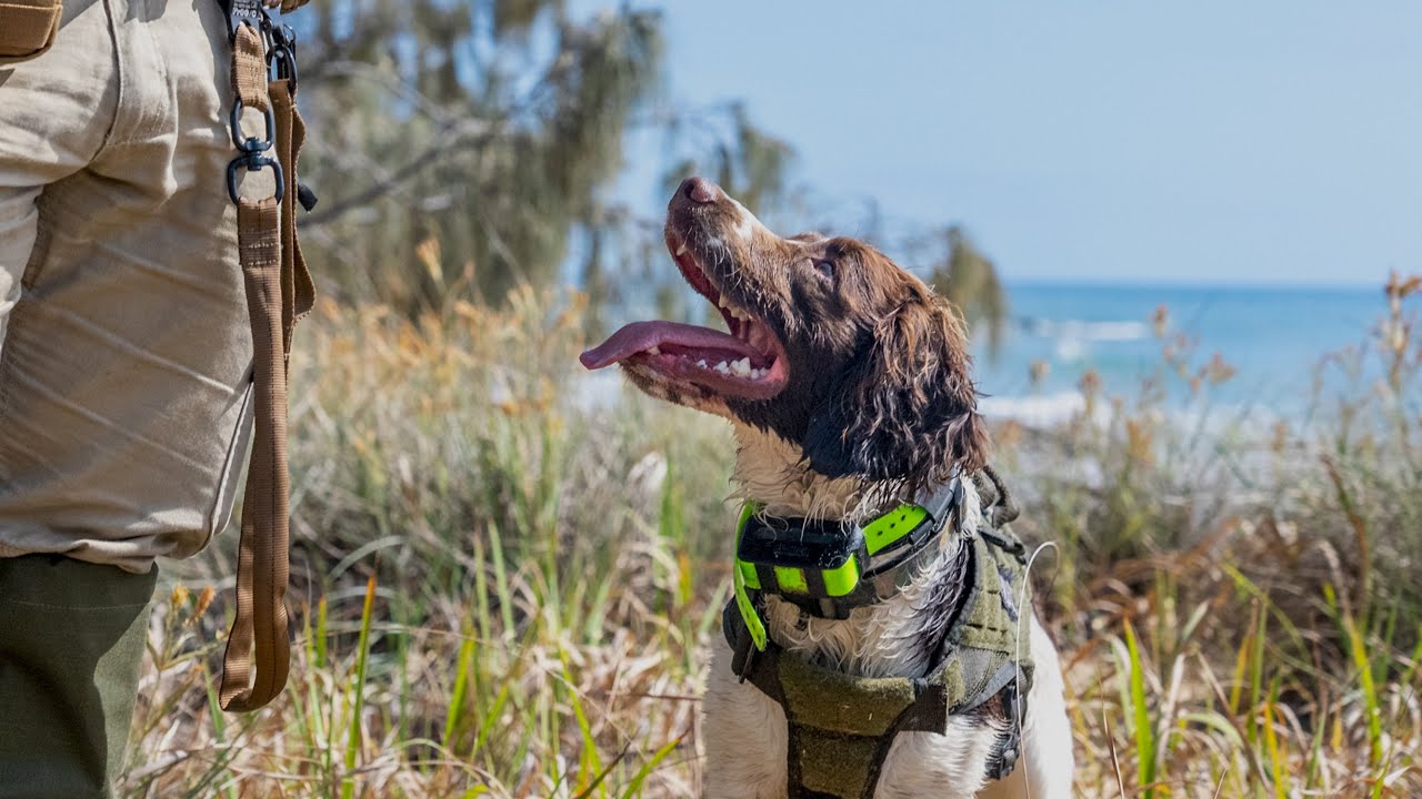 Fox Control Program | featuring Scout - YouTube