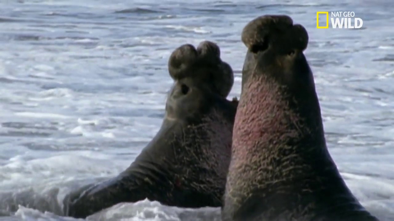 Il se fait manger par un requin - YouTube