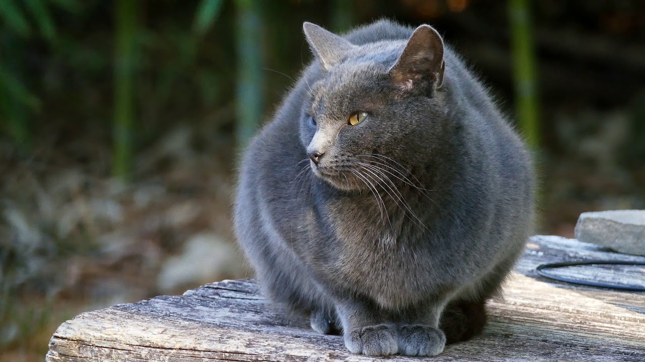 Rambling: Feral cats - YouTube