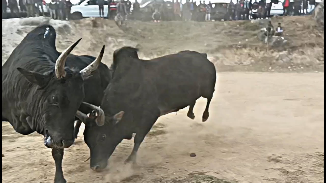 Pring Dung Panah 🆚 Machine Dung Bung mynta ka sngi ha LAITKYRHONG - YouTube