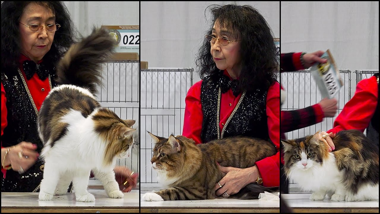 CFA International 2016 - Red Show class judging Maine Coon adults - YouTube