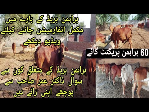 Brahman Nasal ki Pehchan aur Khobian | How to Start Brahman Breed in Pakistan | Brahman Cow Farming