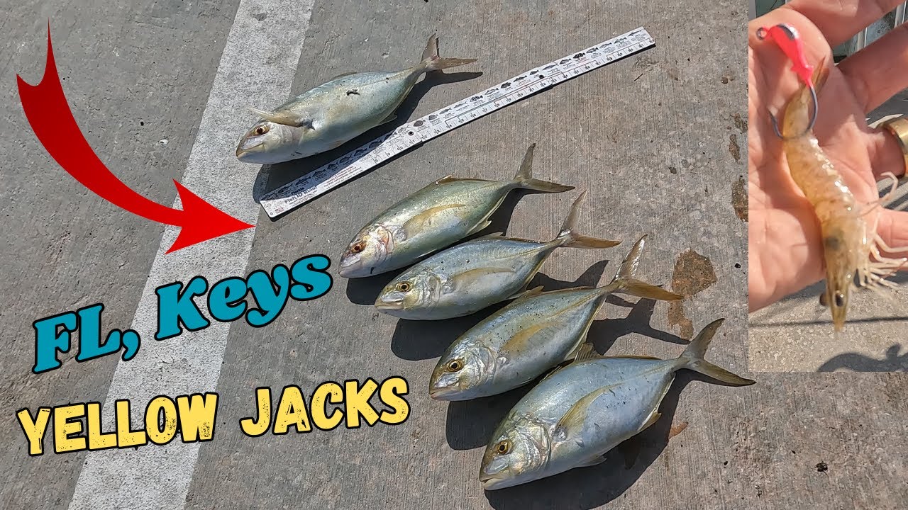 Florida Keys Bridge Fishing Yellow Jacks - YouTube