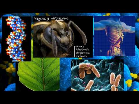 Biyolojiye Genel Bakış (Biyoloji Dersine Giriş)