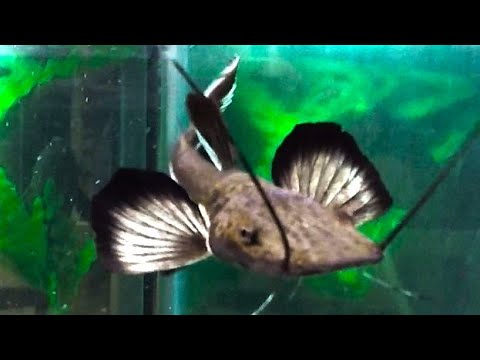 "Butterfly" catfish firewood aka Sorubimichthys planiceps - YouTube