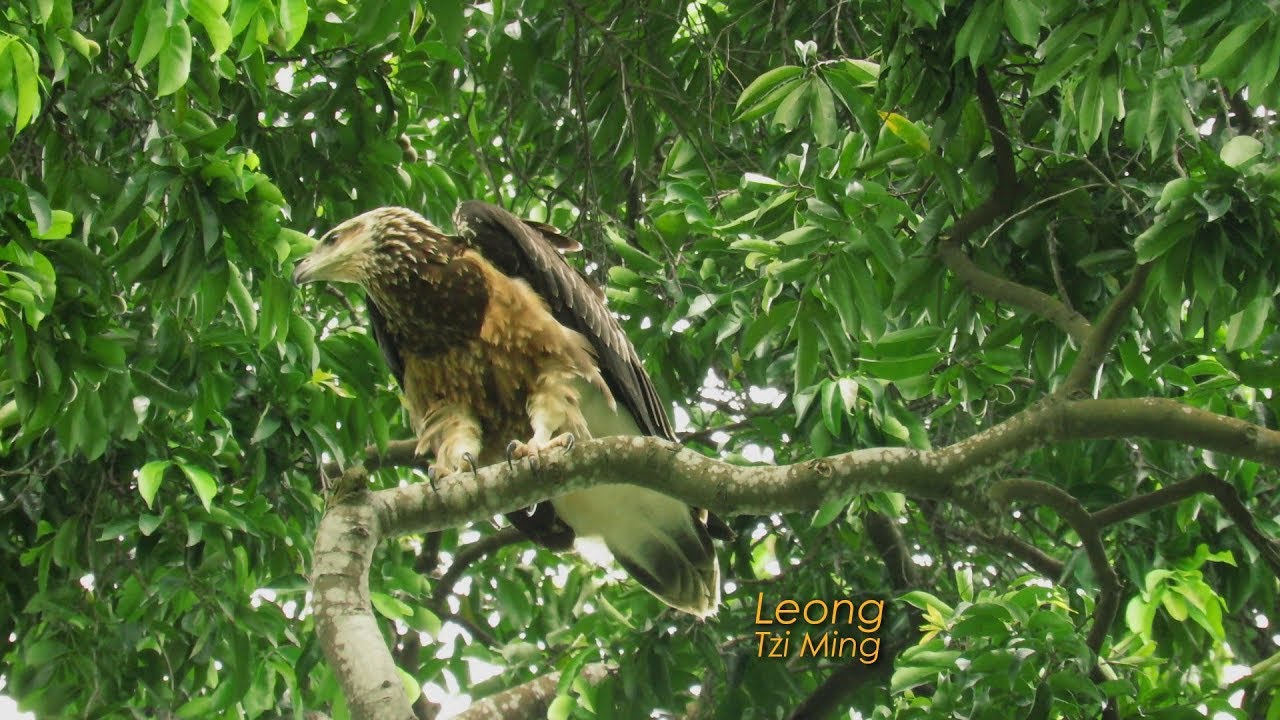 Chick Defaecating (20Jun2018) - YouTube