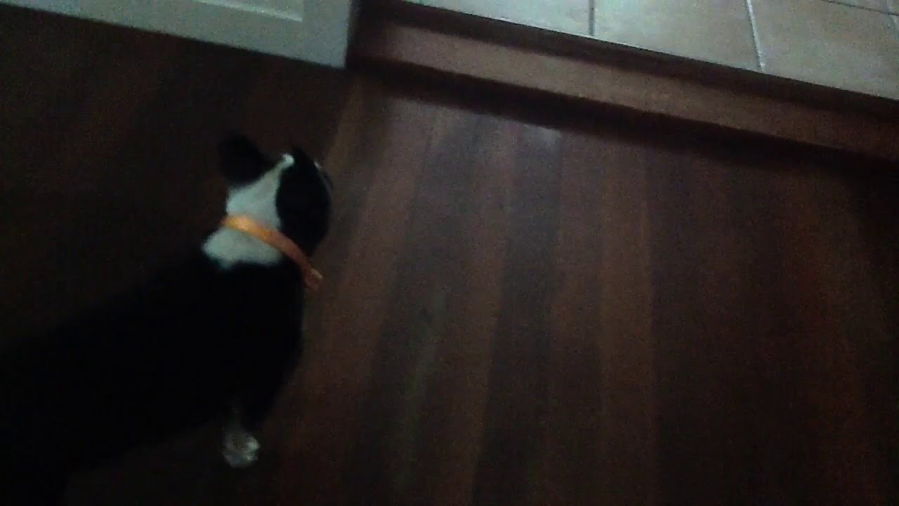 This dog shall rule the world - YouTube