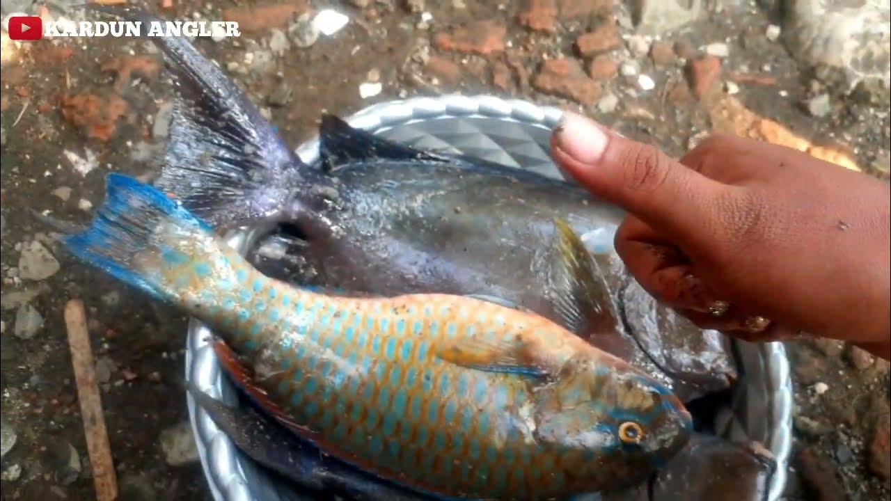 BUKTIKAN.!! tips cara mancing ikan baronang jalu babon dijamin langsung strike - YouTube