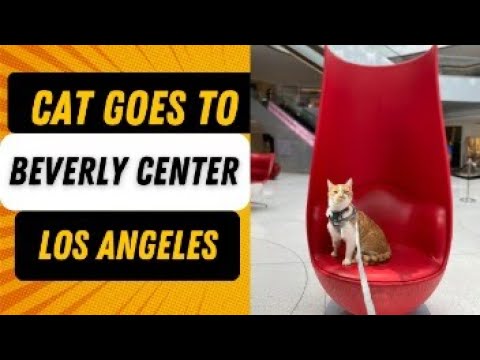 I took my CAT to Beverly Center Los Angeles California | Pet friendly ...