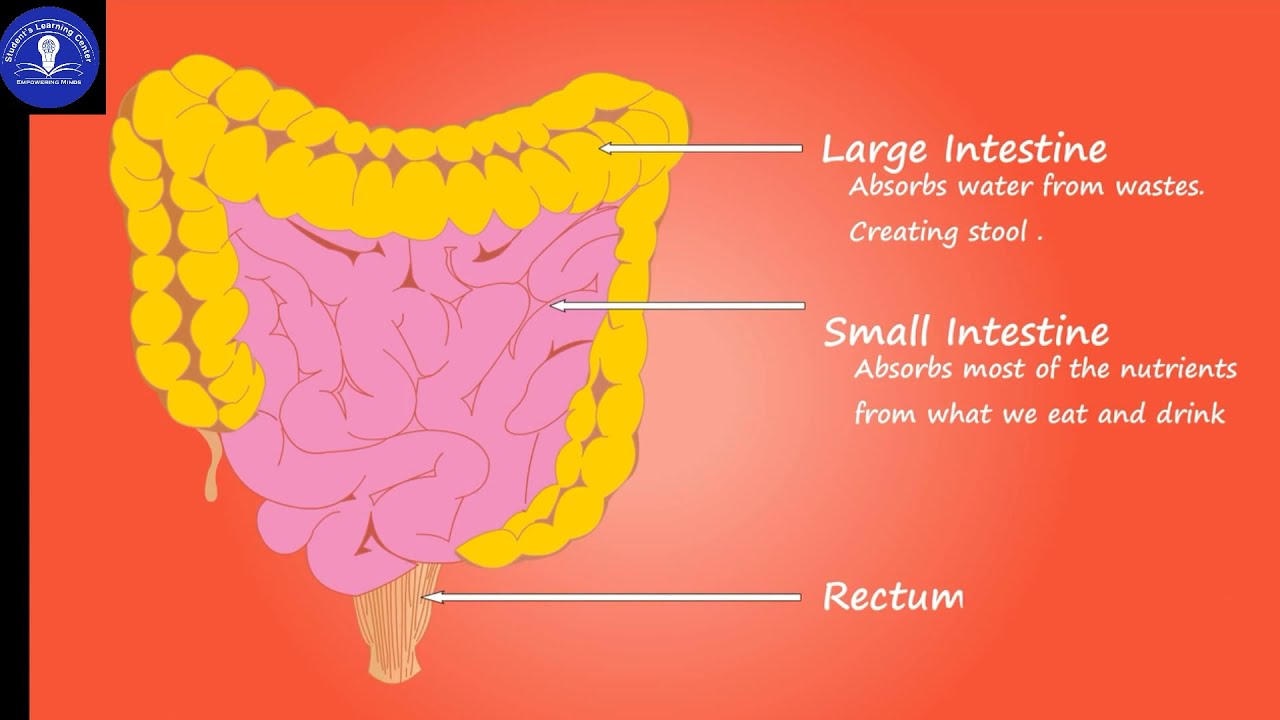 Short video part 04 Kidney, Intestine and stomach || Basic Science ...